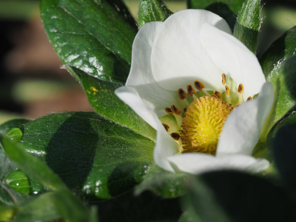 Venture Out at Sweet Berry Farm for Best Pickings - 101 Highland Lakes