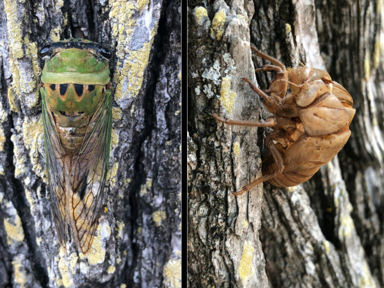 Central Texas’ noisiest bugs dissected - 101 Highland Lakes