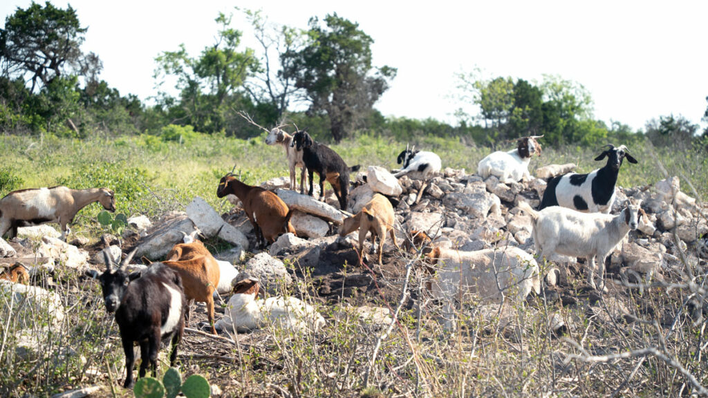 Balcones Canyonlands refuge turns foes into friends with habitat plan ...
