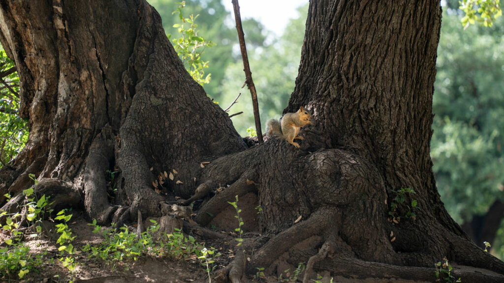 Connect with nature in the city on Backbone Creek hike-and-bike trail ...