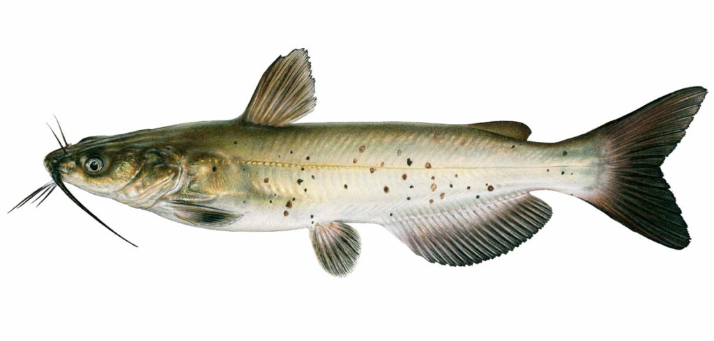 These Highland Lakes fish take the bait - 101 Highland Lakes