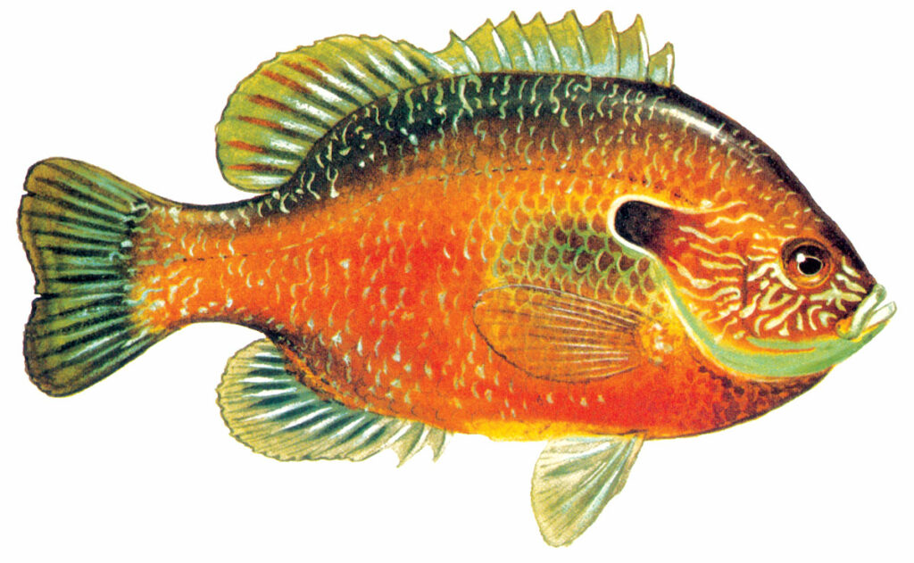 These Highland Lakes fish take the bait - 101 Highland Lakes