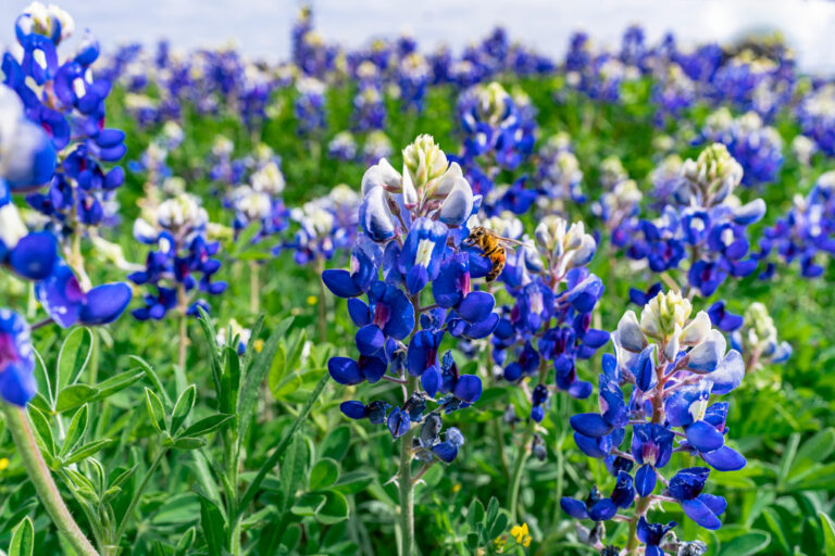 Bees, butterflies and bluebonnets best of buds - 101 Highland Lakes