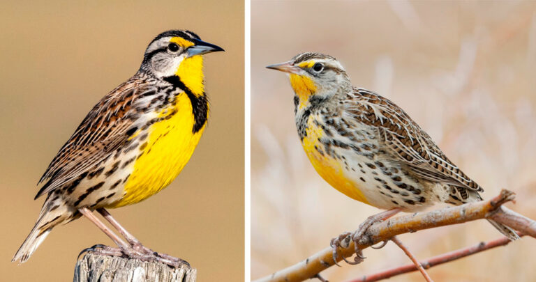 IN THE GARDEN: Meadowlarks and cool weather beds - 101 Highland Lakes