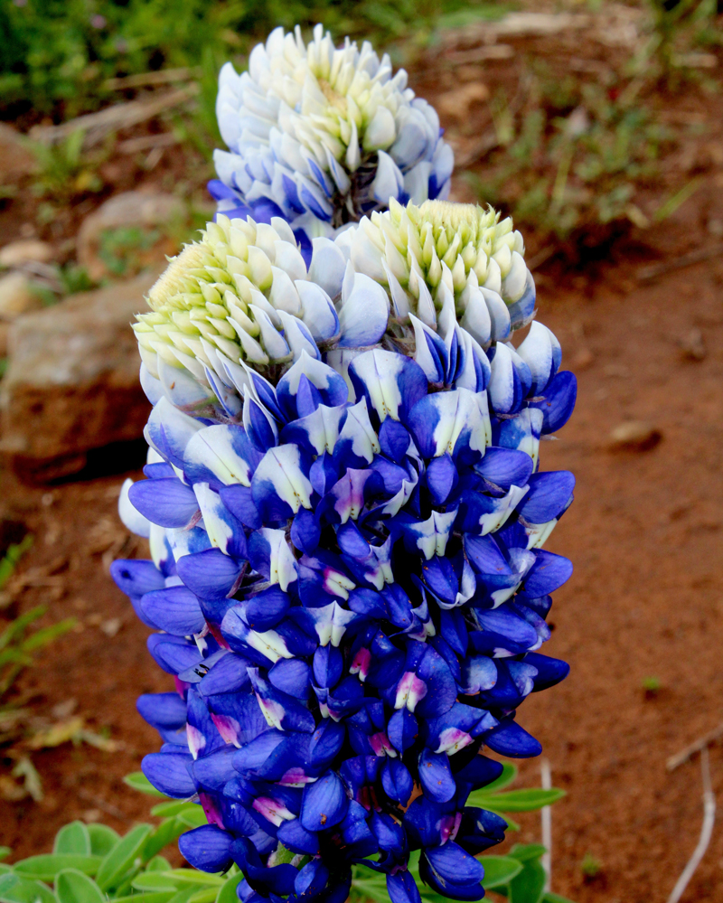 IN THE GARDEN: Time to Transplant; What’s Fasciation? - 101 Highland Lakes