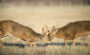 The Rut: Mating season breeds mayhem for white-tailed deer - 101 ...