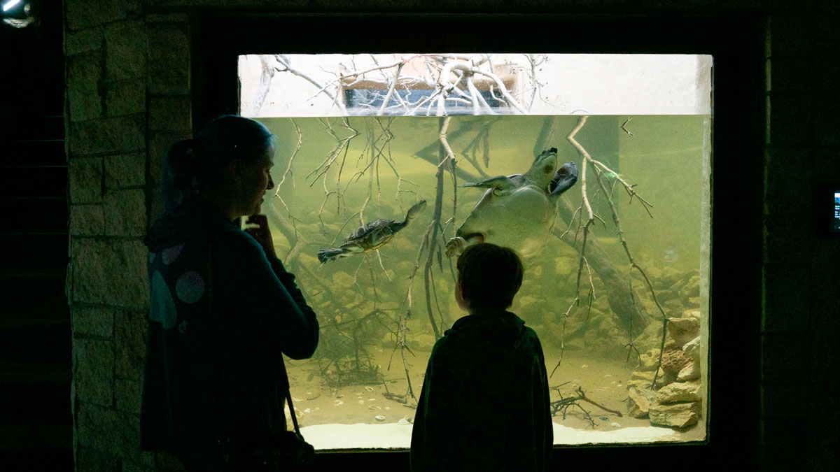 The wild world of Reptilandia - 101 Highland Lakes